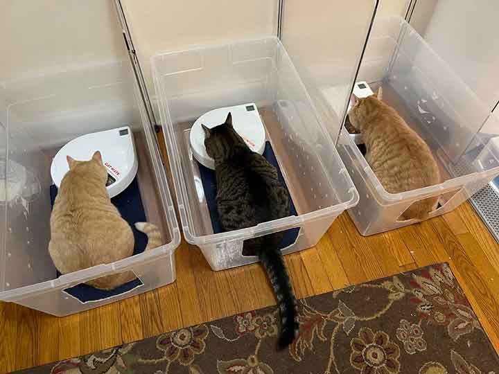 In-Home Cat Sitting Services - CatSat Atlanta