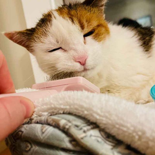 In-Home Cat Sitting Services - CatSat Atlanta