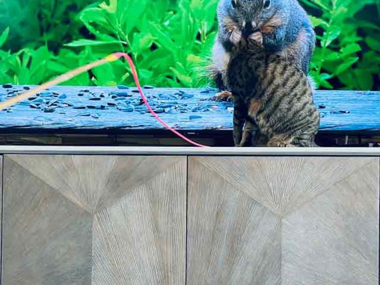 In-Home Cat Sitting Services - CatSat Atlanta