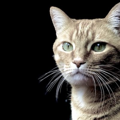 In-Home Cat Sitting Services - CatSat Atlanta