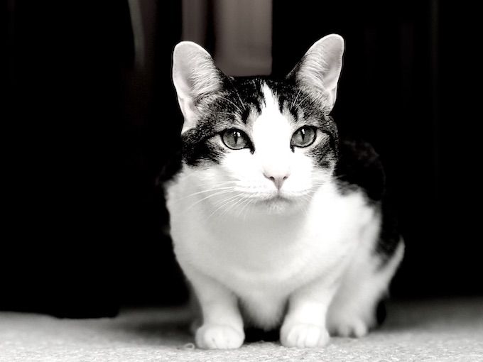 In-Home Cat Sitting Services - CatSat Atlanta