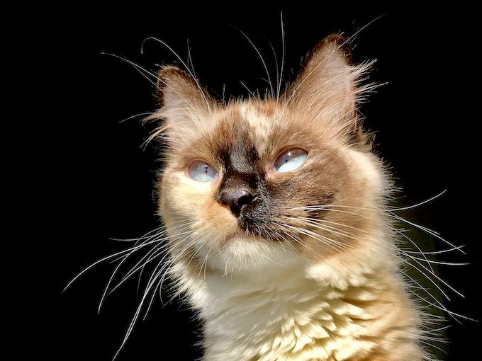 In-Home Cat Sitting Services - CatSat Atlanta