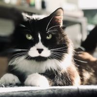 In-Home Cat Sitting Services - CatSat Atlanta