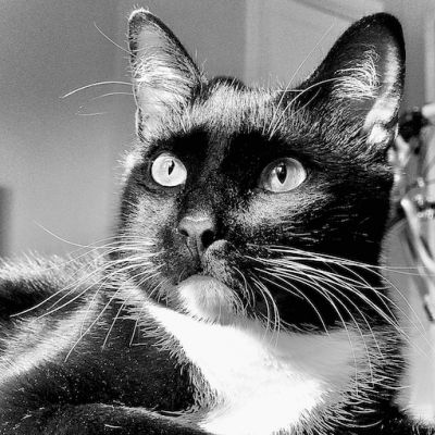 In-Home Cat Sitting Services - CatSat Atlanta