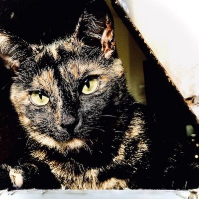 In-Home Cat Sitting Services - CatSat Atlanta