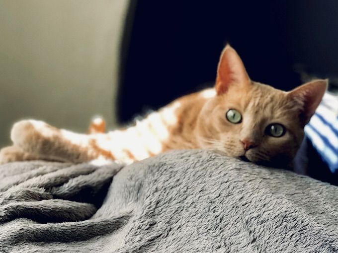 In-Home Cat Sitting Services - CatSat Atlanta