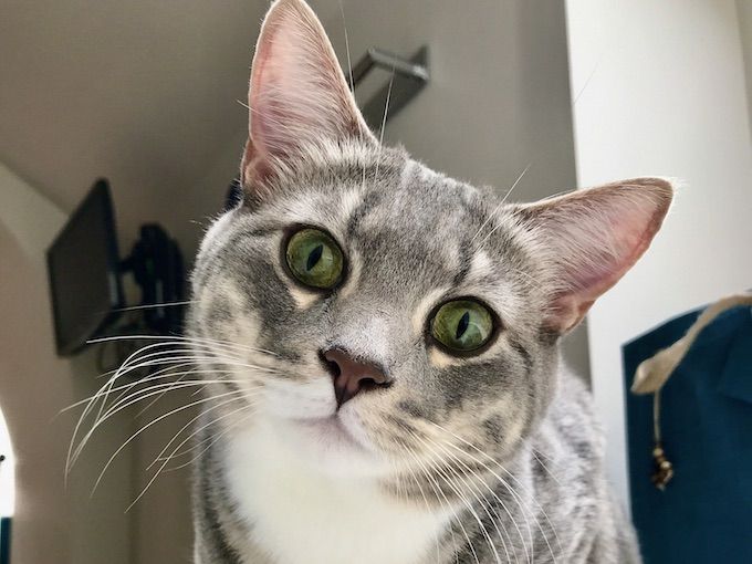 In-Home Cat Sitting Services - CatSat Atlanta