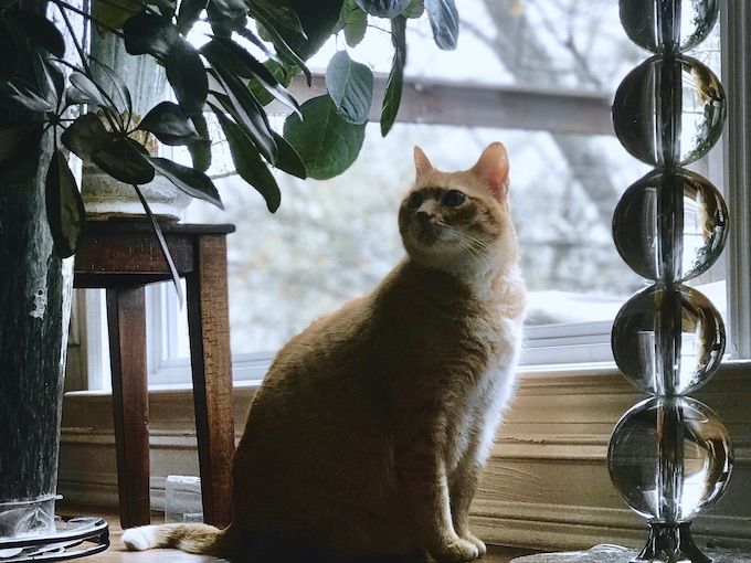 In-Home Cat Sitting Services - CatSat Atlanta