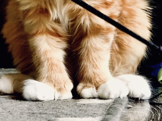 In-Home Cat Sitting Services - CatSat Atlanta