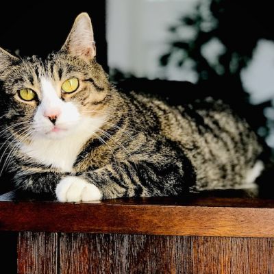 In-Home Cat Sitting Services - CatSat Atlanta
