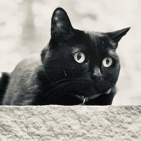 In-Home Cat Sitting Services - CatSat Atlanta