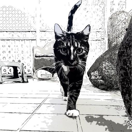 In-Home Cat Sitting Services - CatSat Atlanta